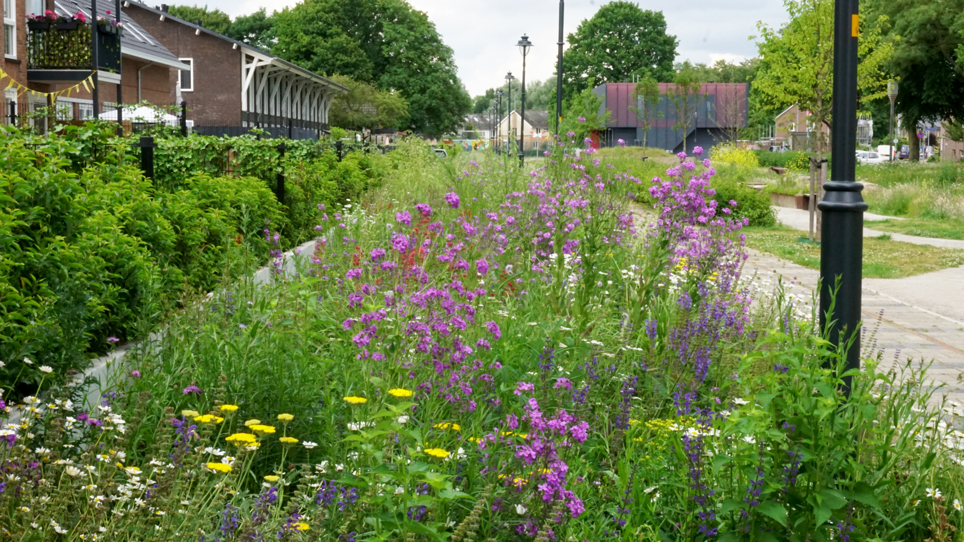 Wildissimo - Spoorpark Goor | Lageschaar Vaste planten