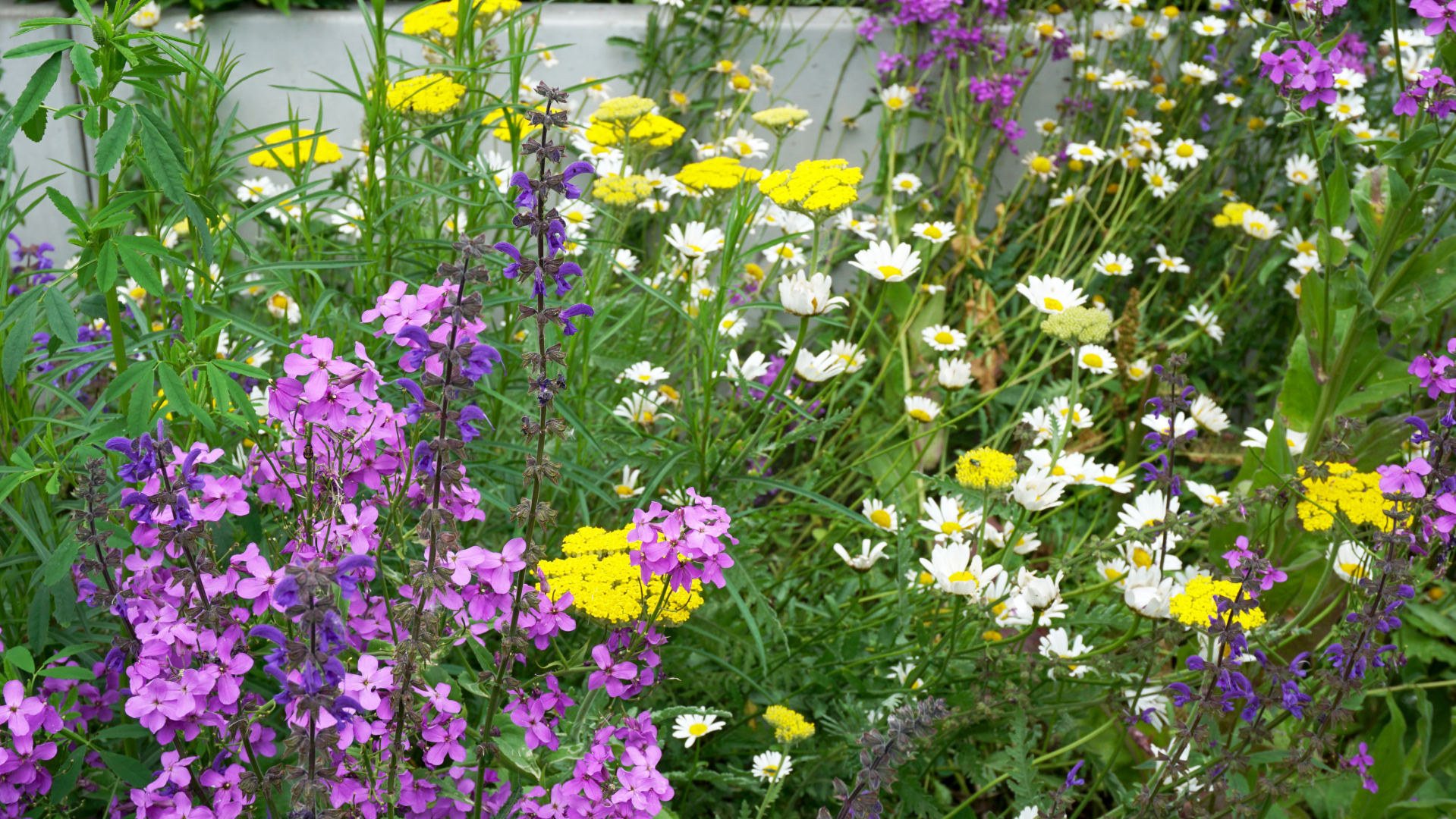 Wildissimo - Spoorpark Goor | Lageschaar Vaste planten