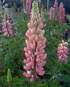 Lupinus 'The Chatelaine' | Lageschaar Vaste planten