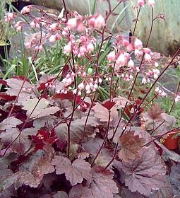 Heuchera 'Rachel' | Lageschaar Vaste planten
