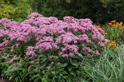 Eupatorium mac. 'Phantom' | Lageschaar Vaste planten