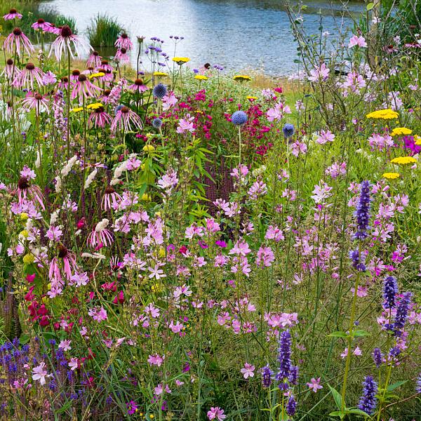 Prairie Garden | Lageschaar Vaste planten