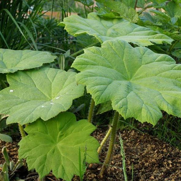 Astilboides tabularis | Lageschaar Vaste planten